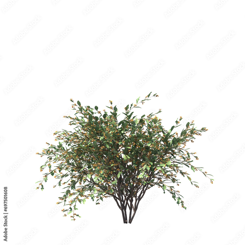 Daviesia latifolia, hop bitter-pea, evergreen, small tree, bush, tree ...