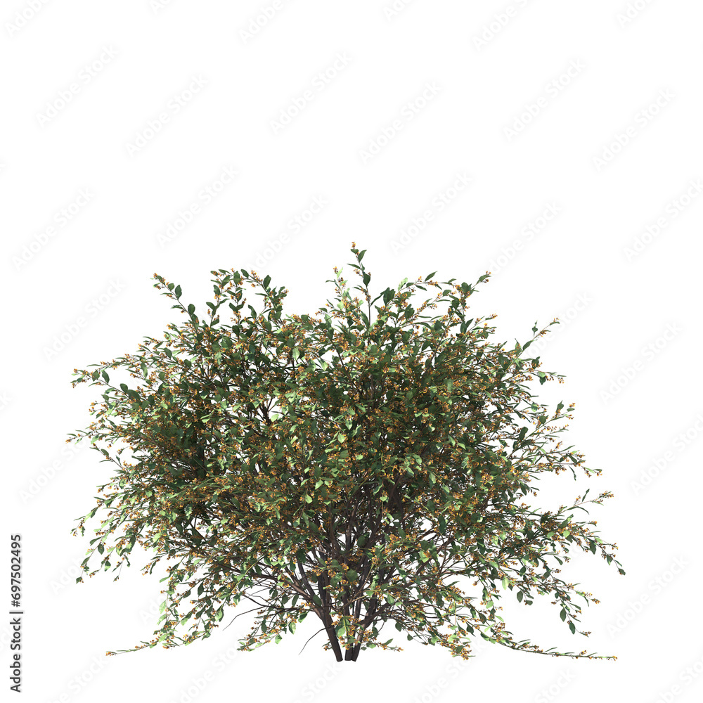 Daviesia latifolia, hop bitter-pea, evergreen, small tree, bush, tree ...