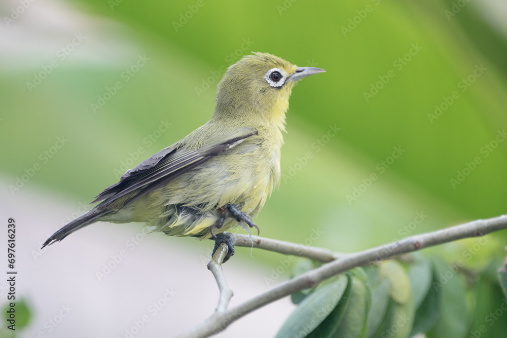 The sangkar white-eye (Zosterops melanurus) is a bird species in the ...