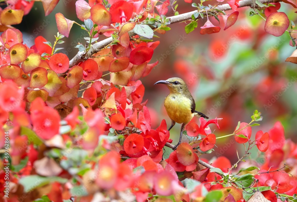 purple sunbird on flower.purple sunbirds (Cinnyris asiaticus) are small ...