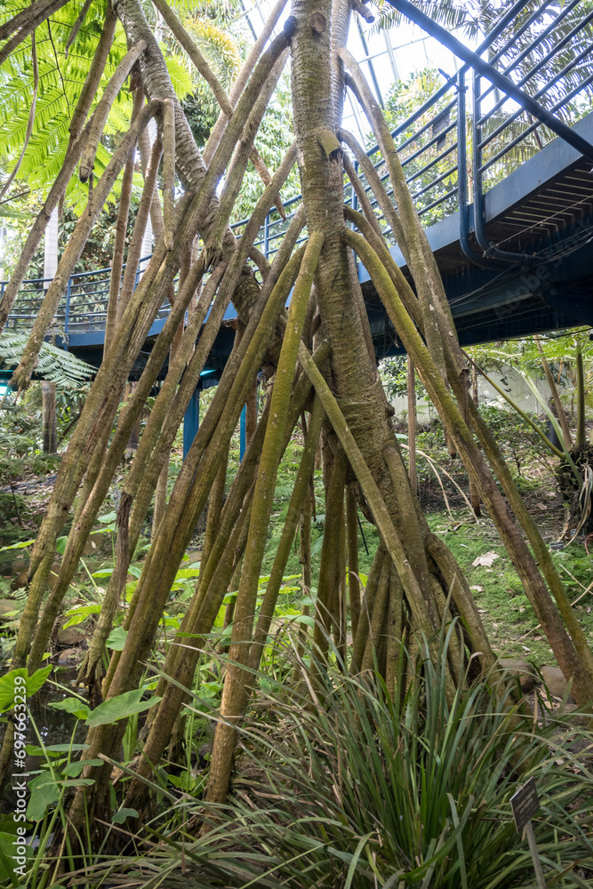 Rainforest roots in Bicentennial Conservatory, Adelaide Botanic Garden ...