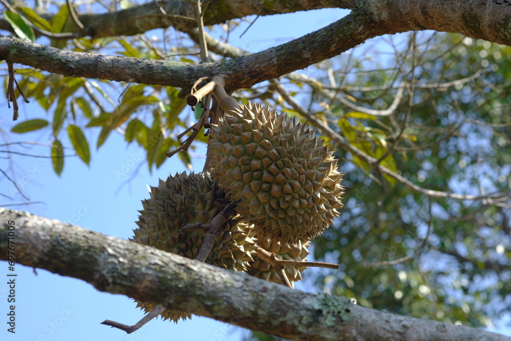 Durian is the name of a tropical plant originating from Southeast Asia ...