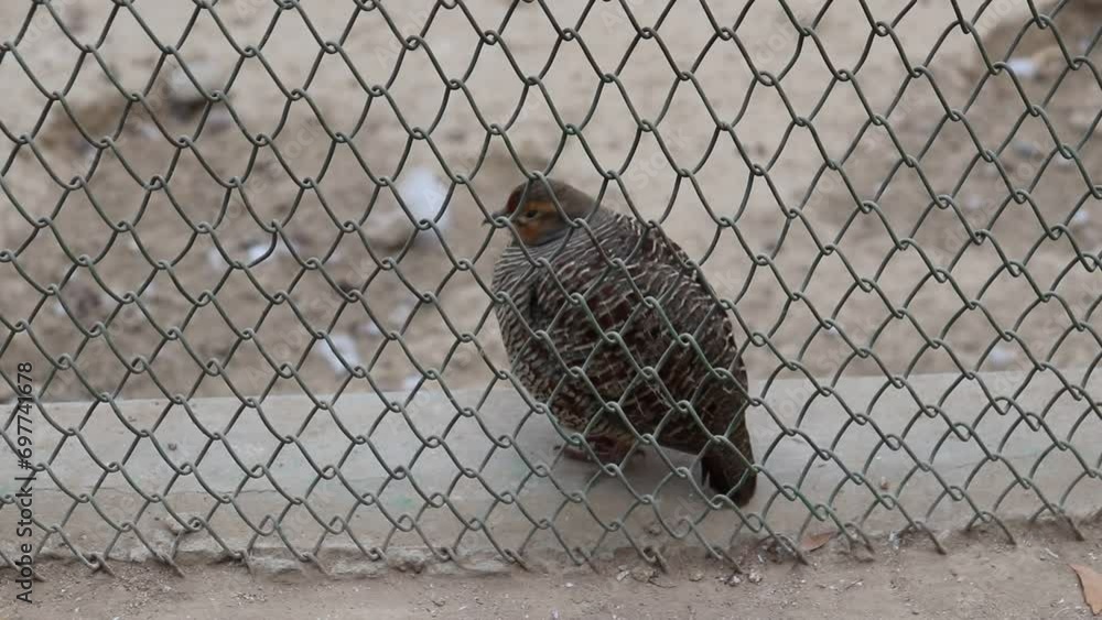 Grey partridge in the fence.Grey partridge (Ortygornis pondicerianus ...