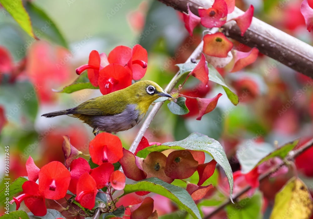 Indian white-eye on red flower. Indian white-eye (Zosterops palpebrosus ...