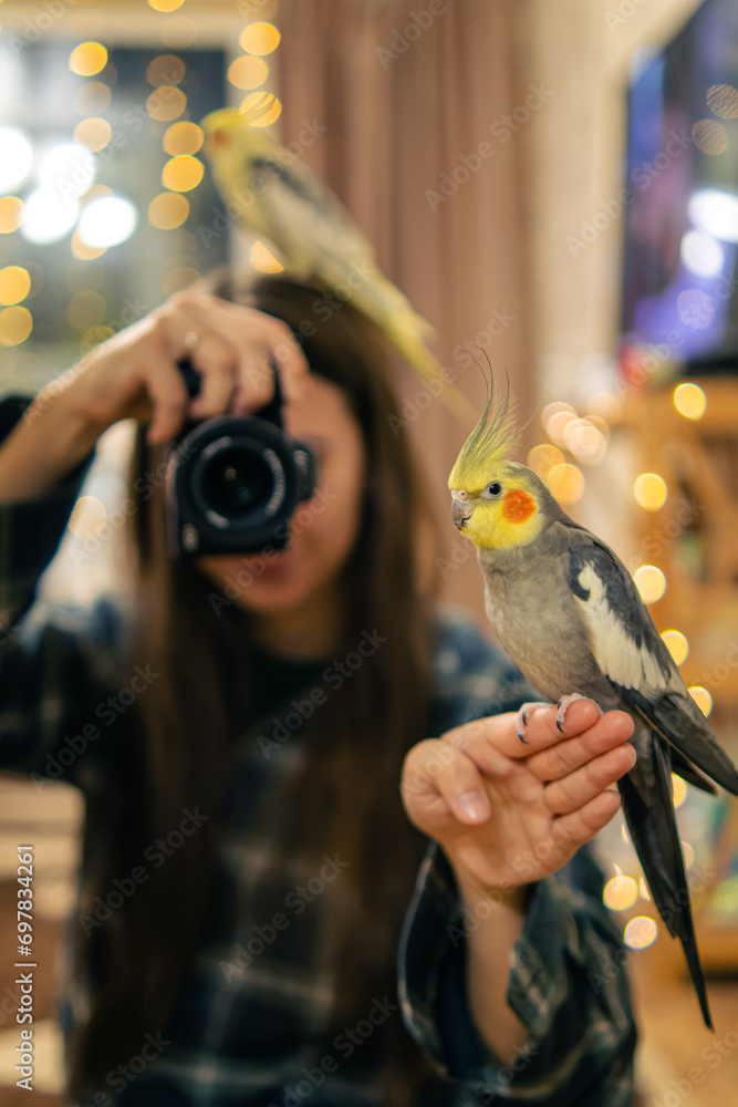 Parrots are sitting on a hand.A girl with birds.Cockatiel parrots of ...