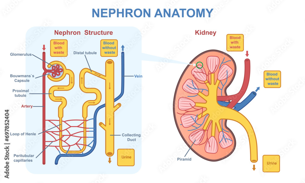 Kidney nephron anatomy. Medical diagram with structure of internal ...