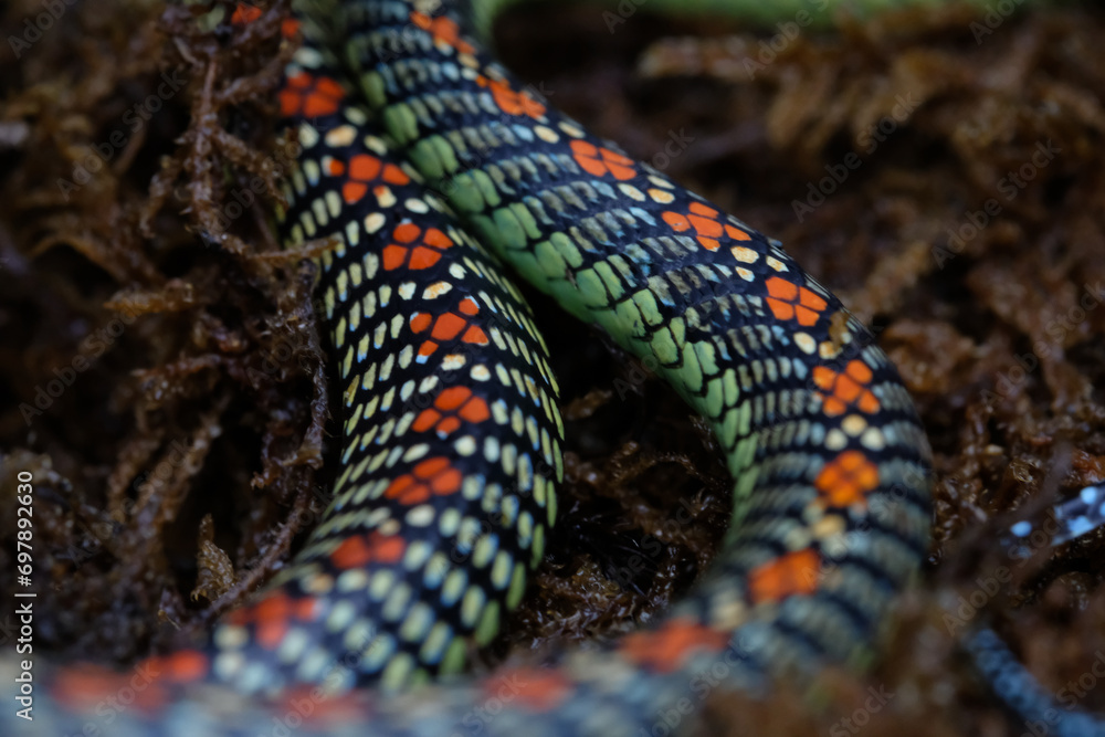 Chrysopelea, more commonly known as the flying snake or gliding snake ...