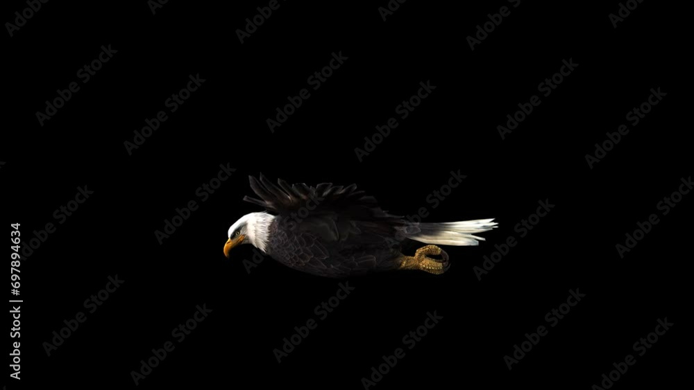 An american bald eagle fly glide on black background with alpha channel ...