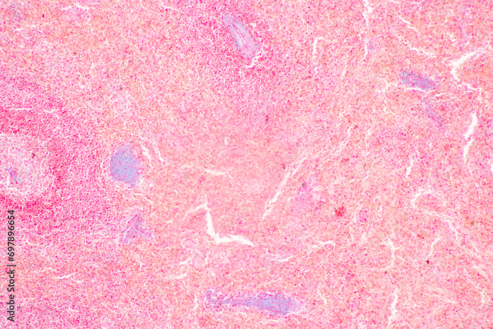 Structure of Tissue of Spleen Human, Liver Human and Kidney Human under ...