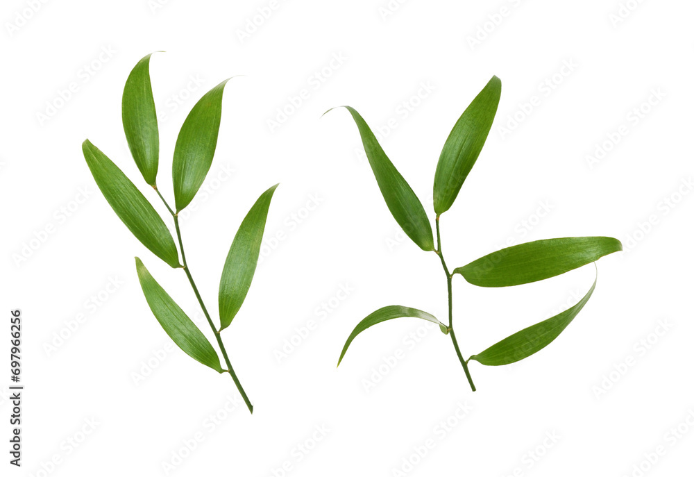 Set of twigs of italian ruscus (DANAE RACEMOSA) with green leaves ...