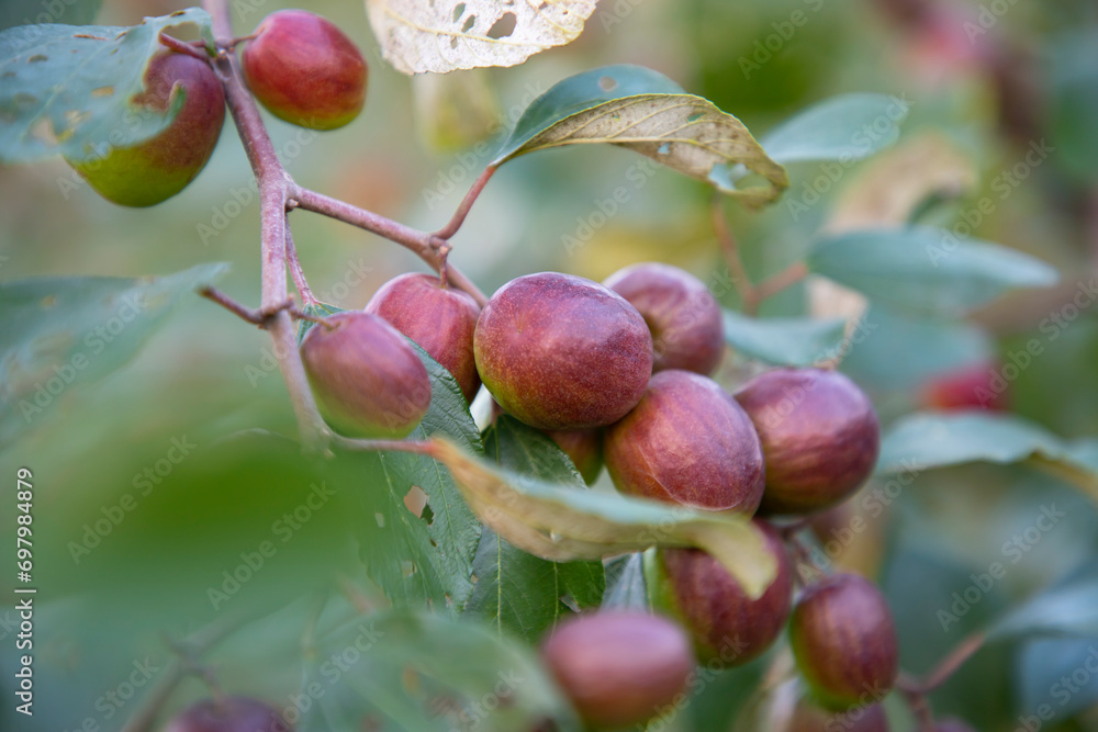 Red jujube fruits or apple kul boroi on a branch in the garden. Shallow ...