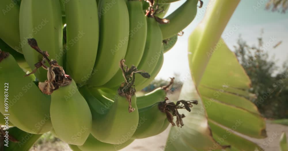 Embracing Nature's Bounty: An In-Depth Exploration of Organic Banana ...