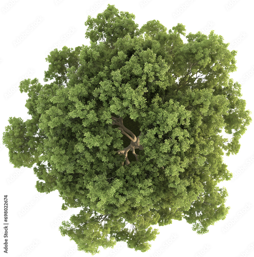 Green Big Oak Tree. Top Plan View. Architectural Landscape Design ...
