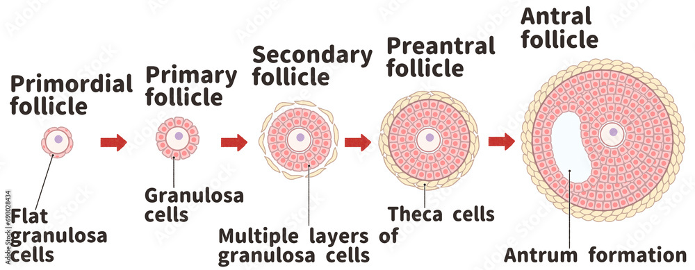 Primordial follicle and developing follicles Labeled diagram PNG Stock ...