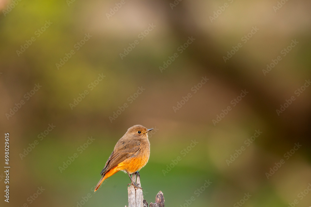 Black redstart or Phoenicurus ochruros beautiful bird closeup or ...