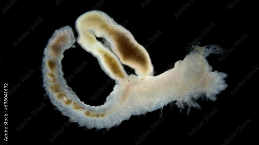Worm Polychaeta family Terebellidae under a microscope, phylum Annelida ...