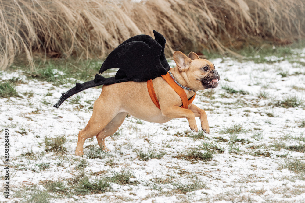 A female French Bulldog with black dragon wings and tail stands on its ...