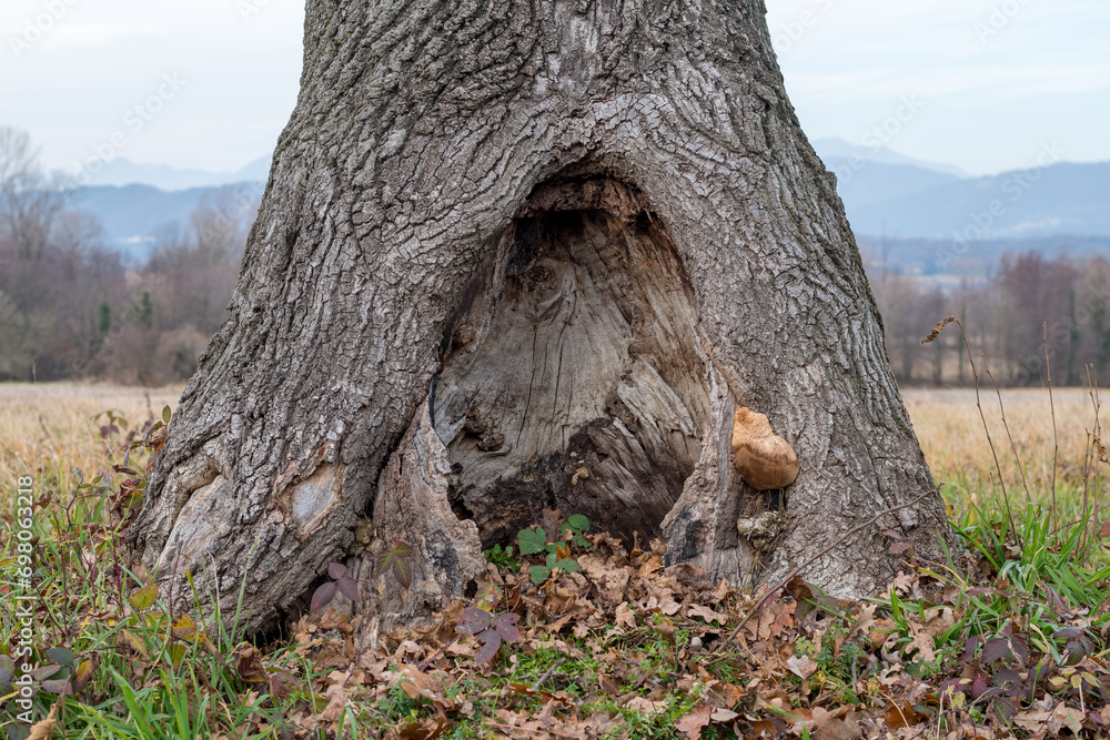 Hollow tree trunk with a large hole at the base. Large opening at the ...