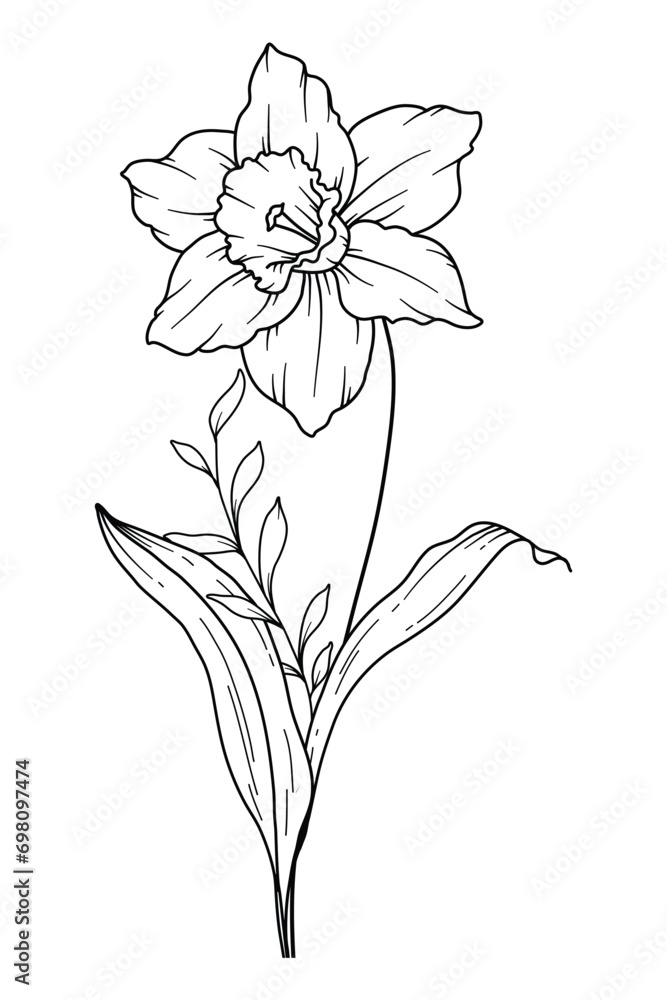 Narcissus Line Art. Narcissus outline Illustration. December Birth ... Narcissus Line Art. Narcissus outline Illustration. December Birth ...
