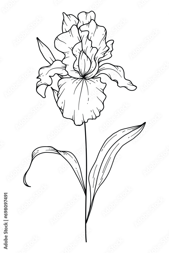 Iris flower Line Art. Iris outline Illustration. February Birth Month ...