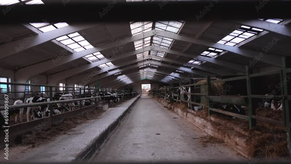 cattle breeding of cows and calves. calves live on the farm. organic ...