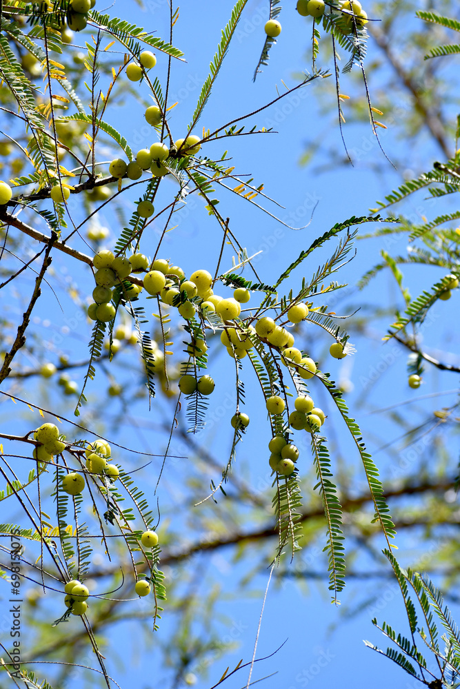 Indian gooseberry ayurvedic fruits grown on the tree. Indian gooseberry ...