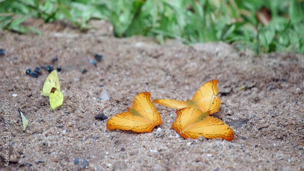 Bunch of butterflies puddling on the ground and flying in nature ...