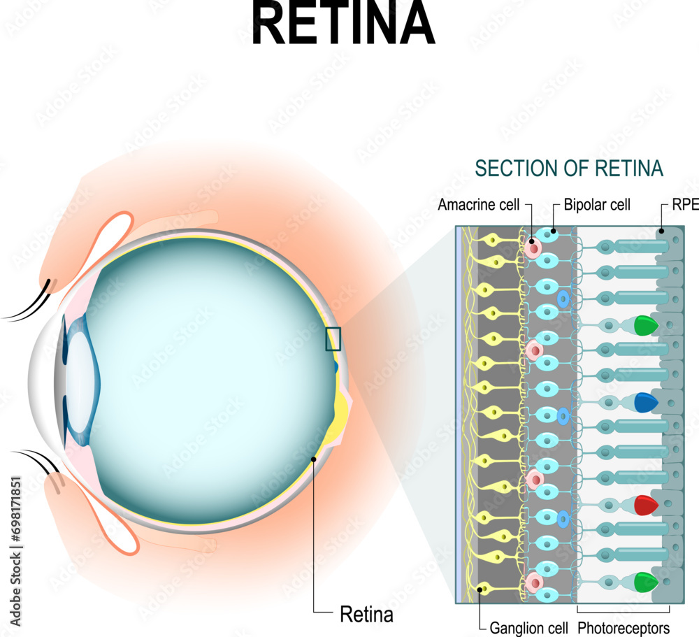 Photoreceptor. retinal cells: rod and cone cell, amacrine, ganglion ...