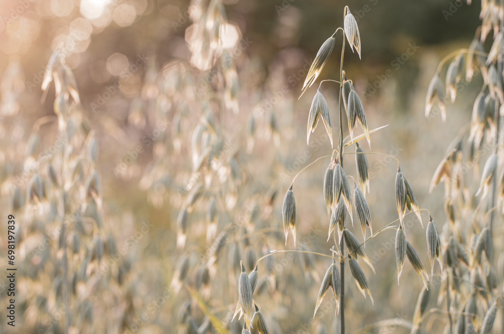 Oat (Avena sativa). A field of oats. Oat field background. Self-coloured background. Soft focus ...
