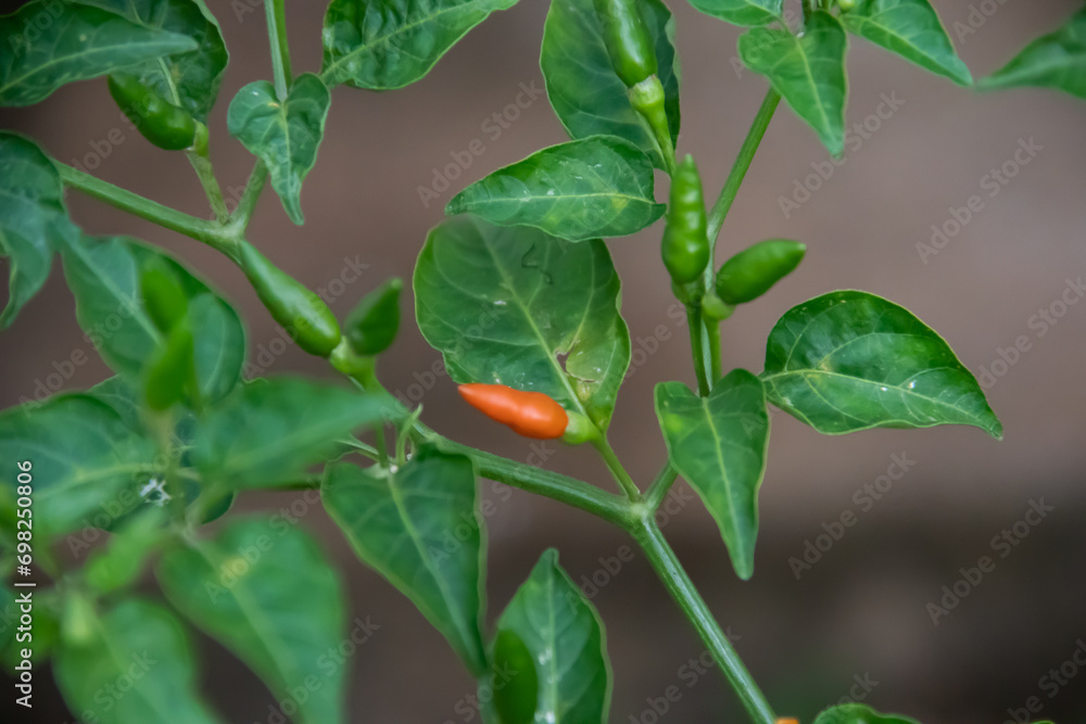 Pili Pili (also known as piri-piri or peri-peri) spicy hot papers ...