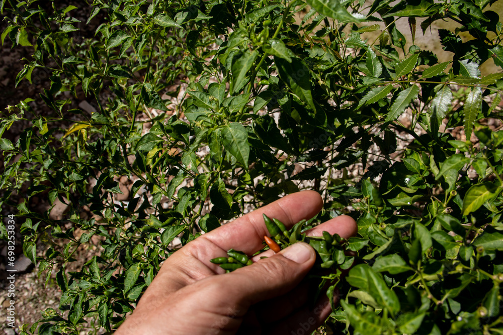 Pili Pili (also known as piri-piri or peri-peri) spicy hot papers ...