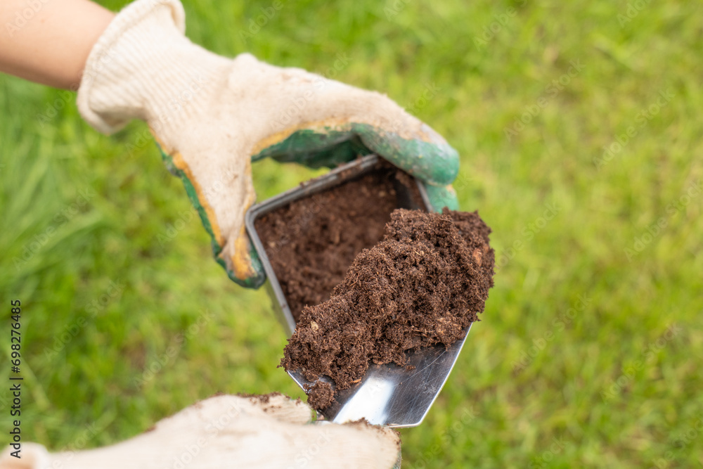 Soil preparation in containers for planting seeds. Healthy seedlings ...