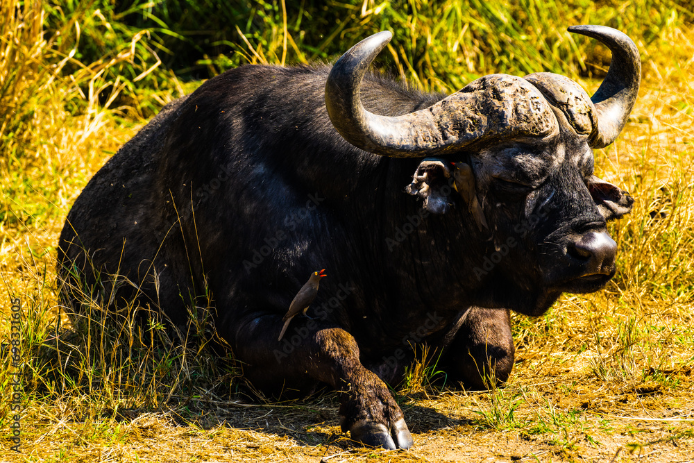 Cape Buffalo lying on its side in a grassy field, its horns ...