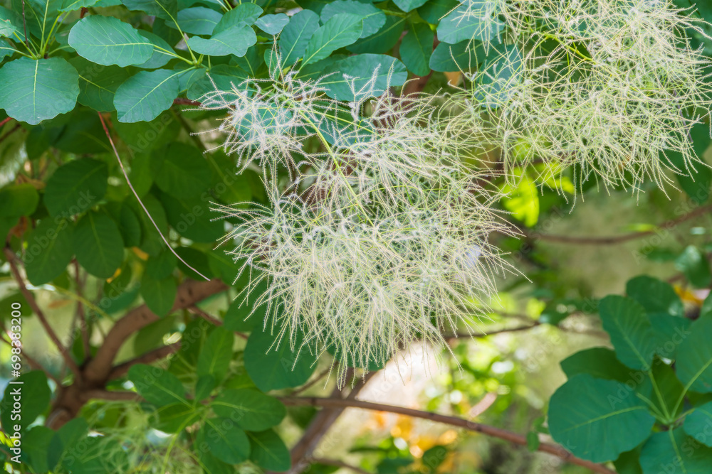 Interesting plant Cotinus coggygria, Rhus cotinus, smoke tree, smoke ...