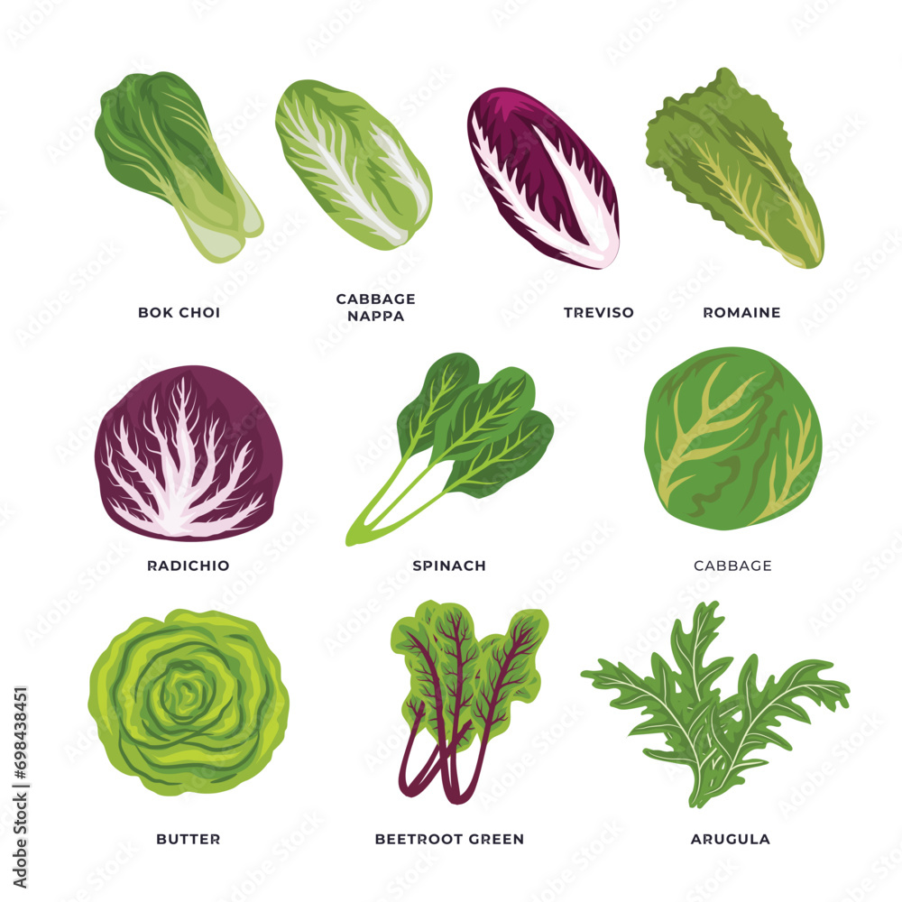 Set of Different types of lettuce, Set of cabbage in different types ...