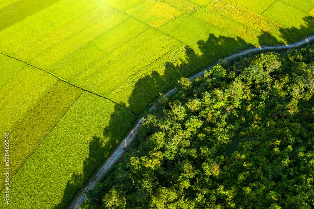 The green and yellow rice fields in the green mountains, Asia, Vietnam ...