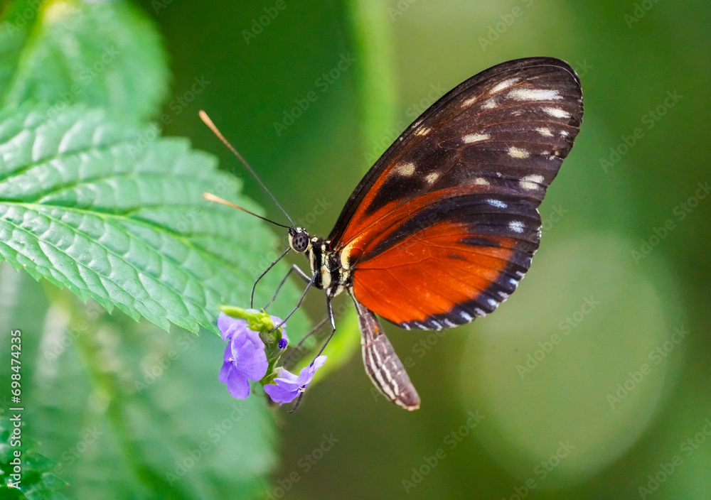 Black orange butterfly, Heliconius hecale. Tiger longwing, Hecale ...
