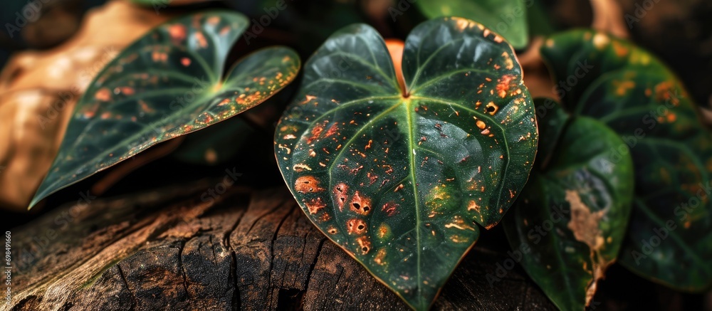 Anthurium leaves have brown spots and dry due to leaf blight or ...