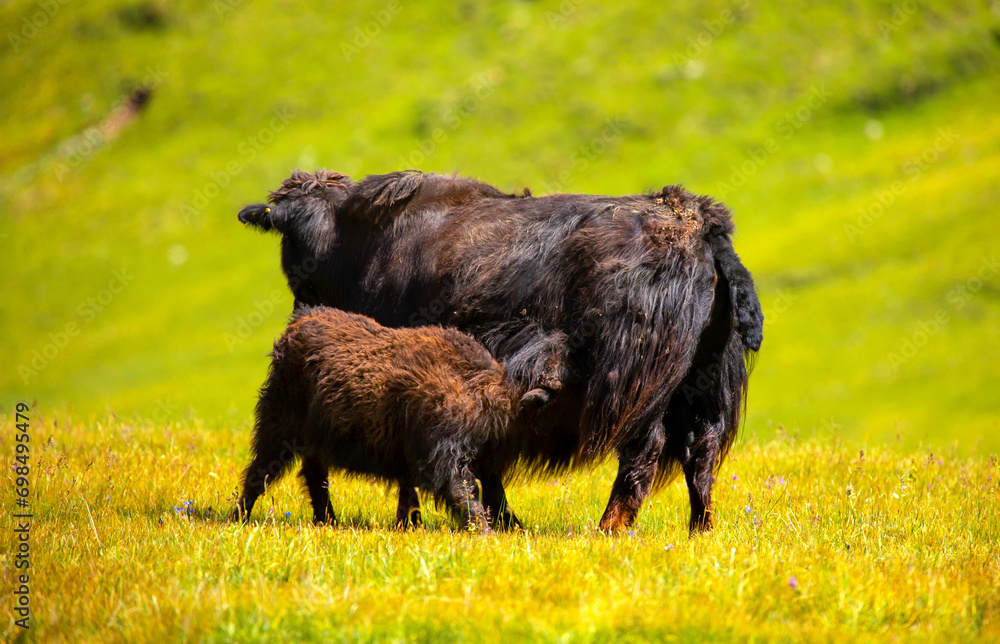 A herd of yaks graze in the mountains. Himalayan big yak in a beautiful ...