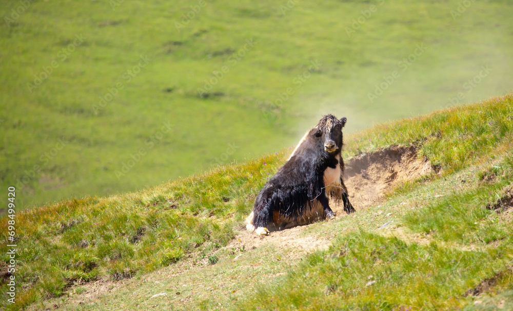 A herd of yaks graze in the mountains. Himalayan big yak in a beautiful ...