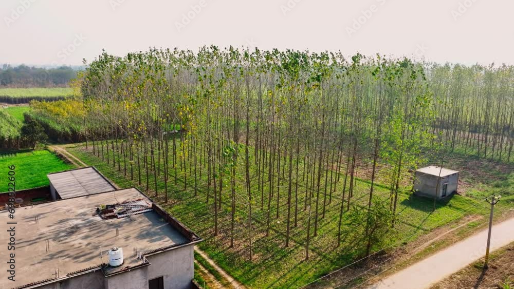 Vidéo Stock Orbit reveal shot of a grid of Poplar tree farm in multi ...