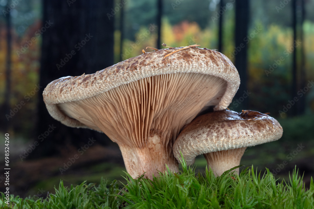 Paxillus involutus, known as the brown roll-rim, common roll-rim or ...
