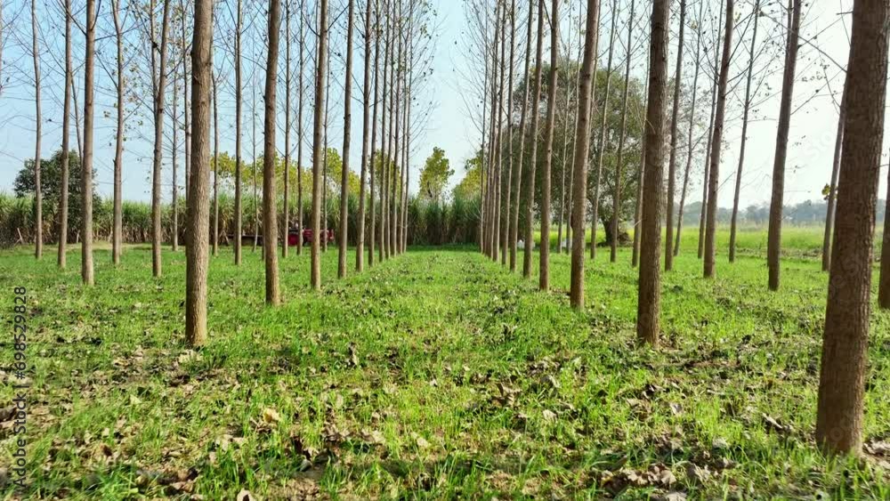 Dolly out tilt up shot of poplar trees with wheat saplings on the ...