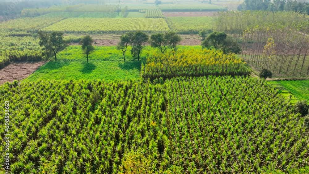 Vidéo Stock Trucking shot over Indian farm with multiple crops, trees ...