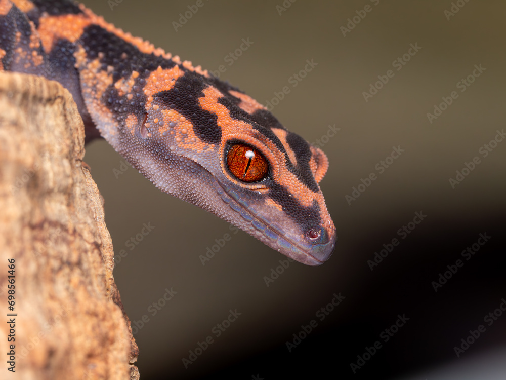 Japanese cave gecko ,Goniurosaurus orientalis, spotted ground gecko ...