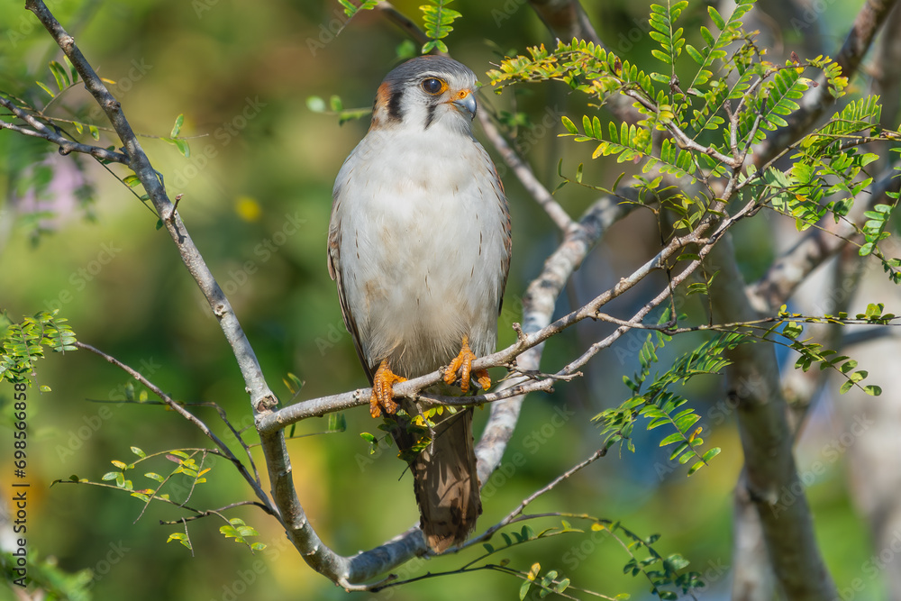 American kestrel, sparrow hawk - Falco sparverius perched at green ...