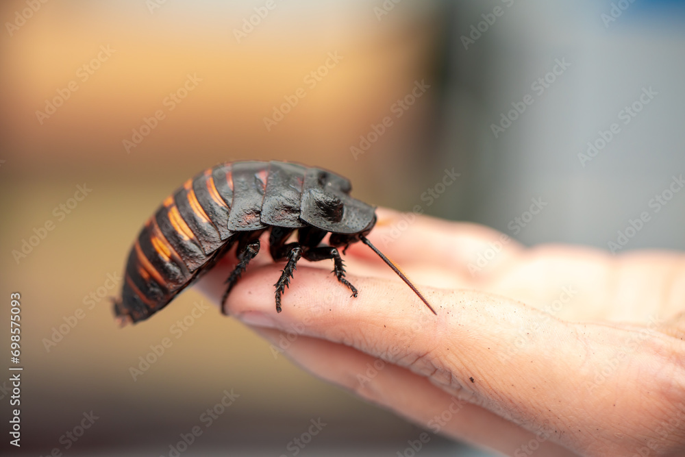 Madagascar Hissing Cockroach. A cockroach sits on a man's hand close-up ...