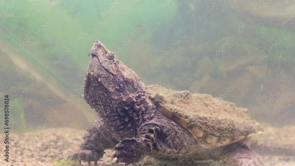 Snap turtle close-up. Underwater of Snapping Turtle Swimming near ...