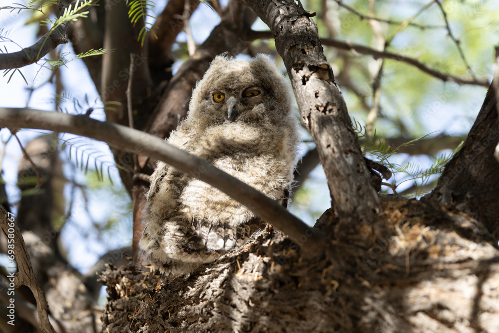 Spotted eagle-owl chick (Gevlekte ooruil) (Bubo africanus) in the ...