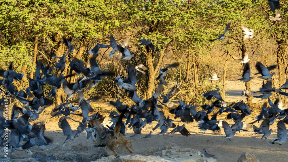 Black-backed jackal (Rooijakkals) (Lupulella mesomelas) hunting Ring ...